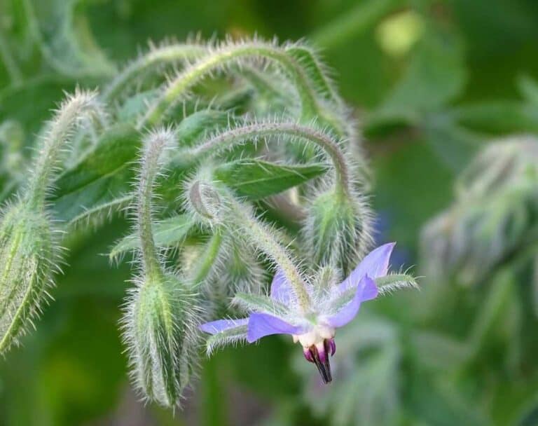 Growing Borage - How to Plant and Grow Borage from Seed - Together Time ...