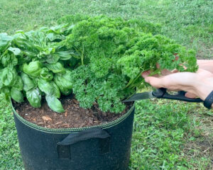 How to Harvest Parsley (without killing the plant) - Together Time Family