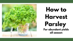 How to Harvest Parsley (without killing the plant) - Together Time Family