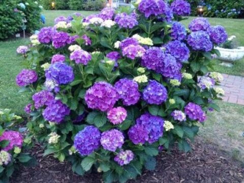 9+ Stunning Purple Bushes for a Beautiful Garden - Together Time Family