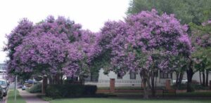 9+ Stunning Purple Bushes for a Beautiful Garden - Together Time Family