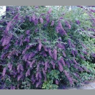 9+ Stunning Purple Bushes for a Beautiful Garden - Together Time Family