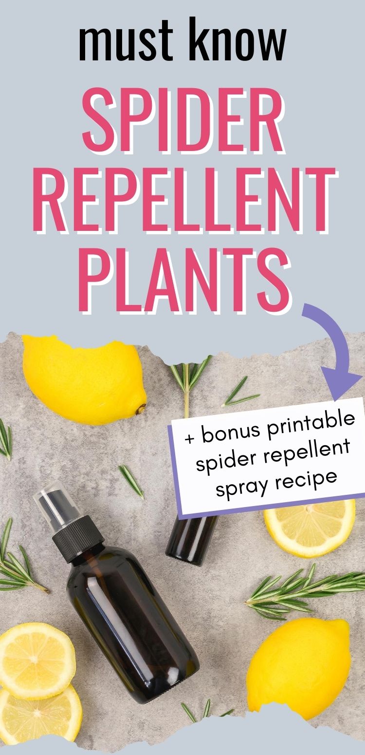 11+ Plants That Repel Spiders (plus a DIY spider repellent spray recipe ...