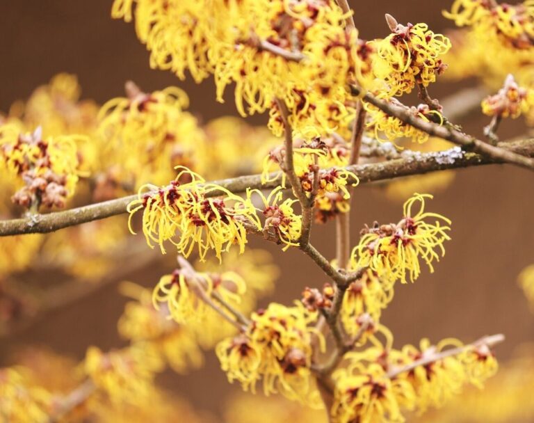 11 Stunning Yellow Flowering Bushes & Shrubs (low maintenance ...