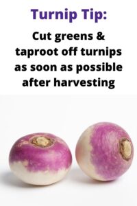 How to Harvest and Store Turnips: Quick & Easy to Grow Veggies for ...
