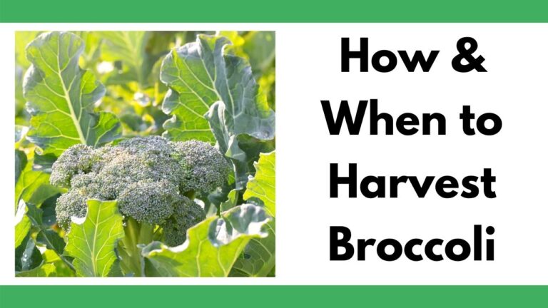 How and When to Harvest Broccoli (are you making a common broccoli ...