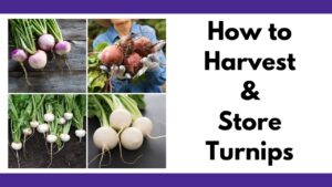 How to Harvest and Store Turnips: Quick & Easy to Grow Veggies for ...