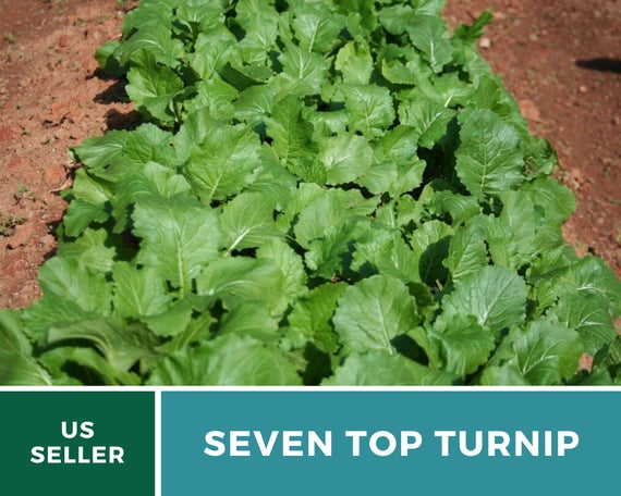 How to Harvest and Store Turnips: Quick & Easy to Grow Veggies for ...