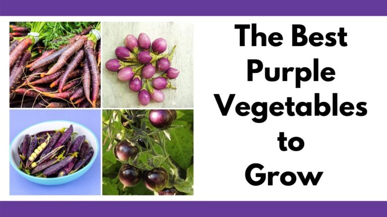 Purple Vegetables for your Superfood Garden - Together Time Family