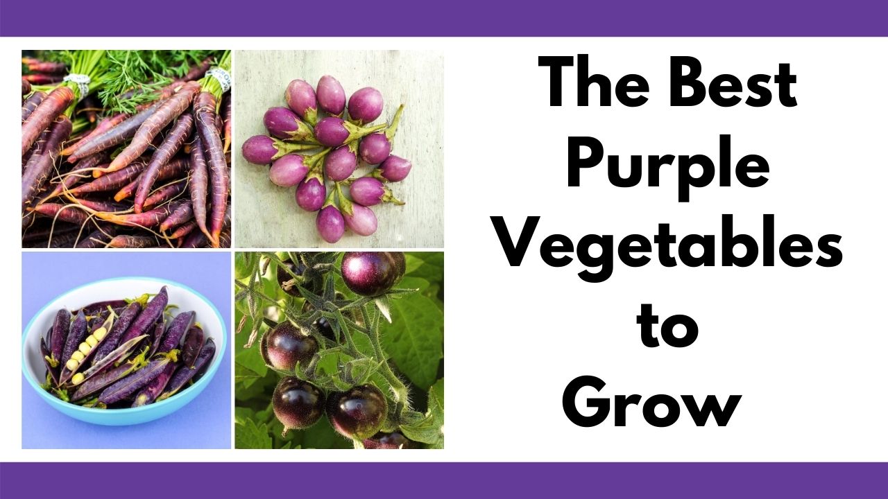 Purple Vegetables for your Superfood Garden - Together Time Family