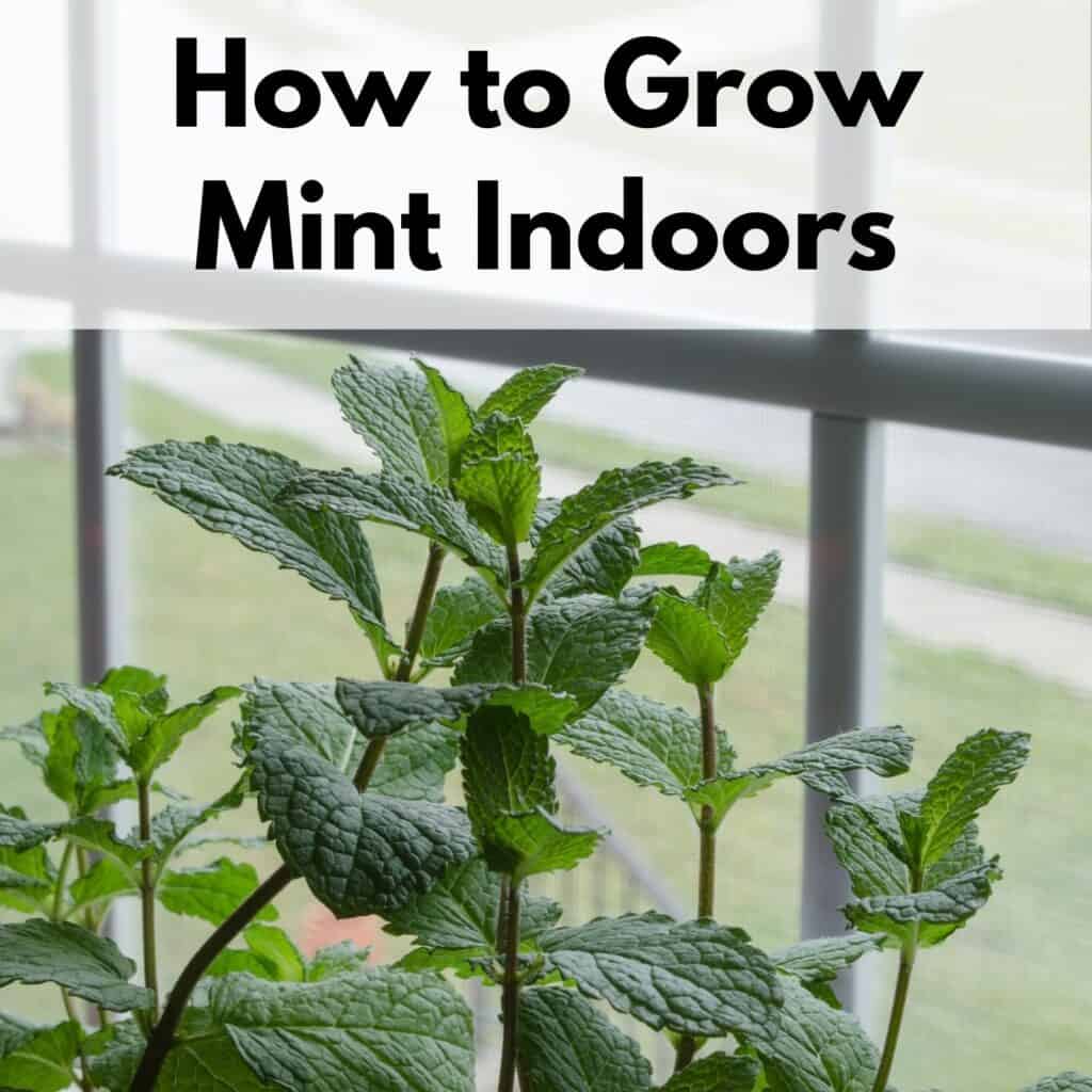 Growing Mint Indoors: Must-Know Tips for Growing Mint Inside - Together ...