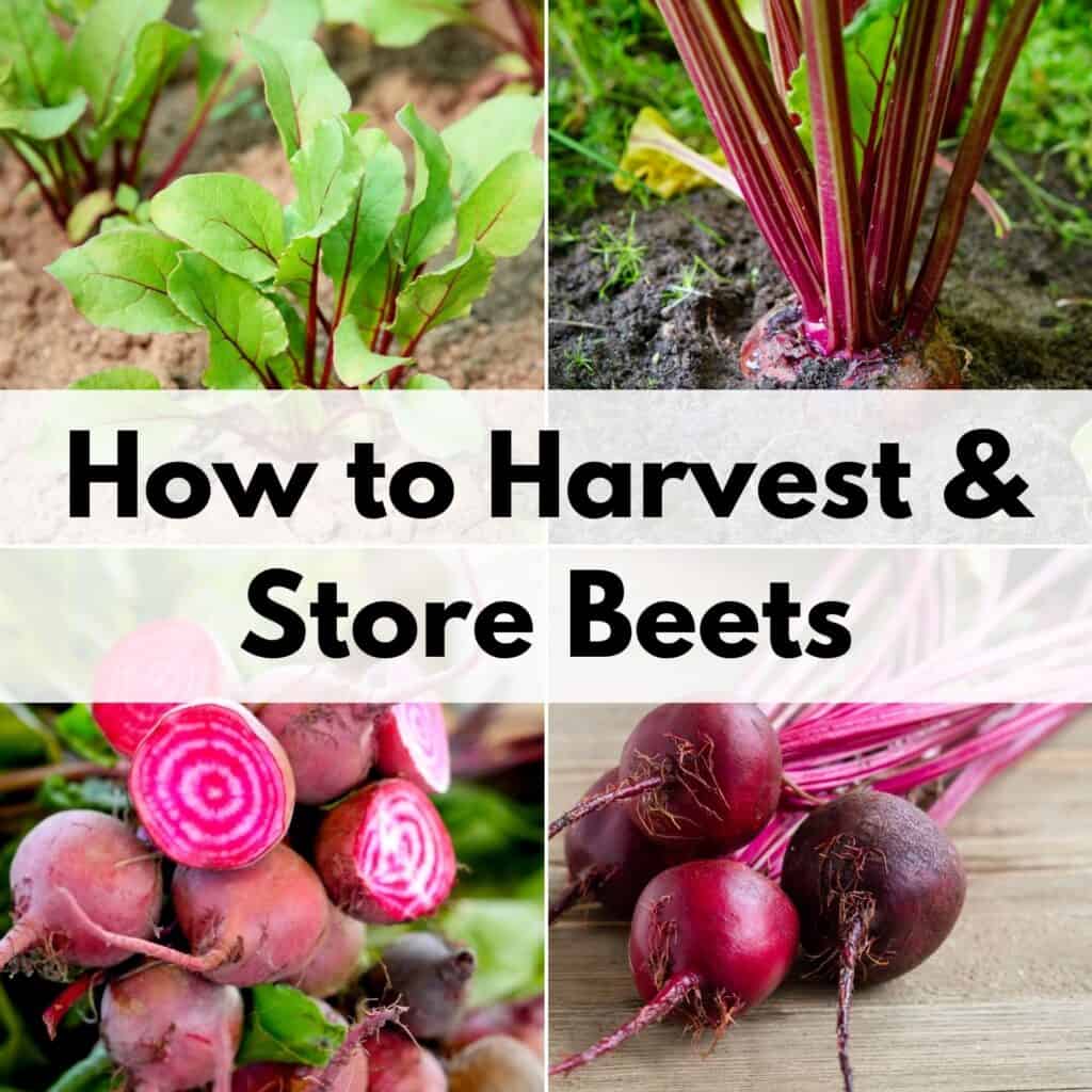 How to Harvest & Store Beets (an easy to grow superfood) - Together ...