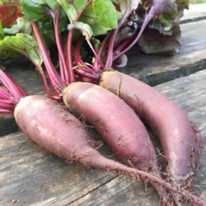 How to Plant & Grow Beets for a Successful Harvest - Together Time Family