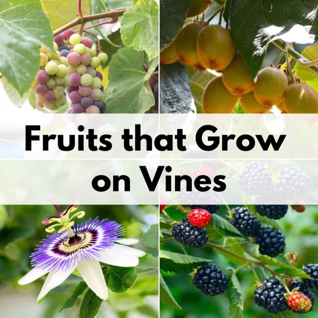 Fruits That Grow on Vines - Together Time Family