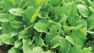 How to Plant and Grow Arugula - Together Time Family