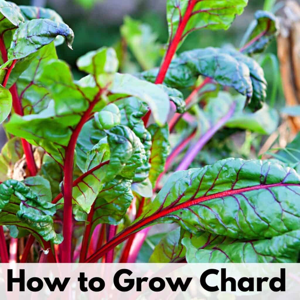 How to Plant and Grow Swiss Chard - Together Time Family