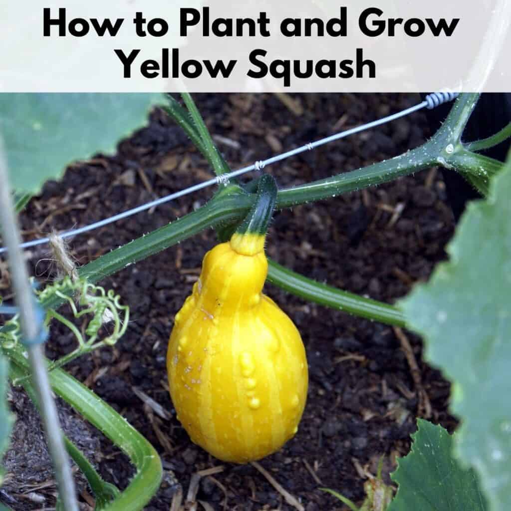 Growing Blue Hubbard Squash - How to Plant & Grow Blue Hubbard Squash ...