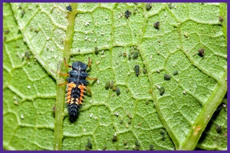 White Spots on Spinach - What are they and is it safe to eat ...