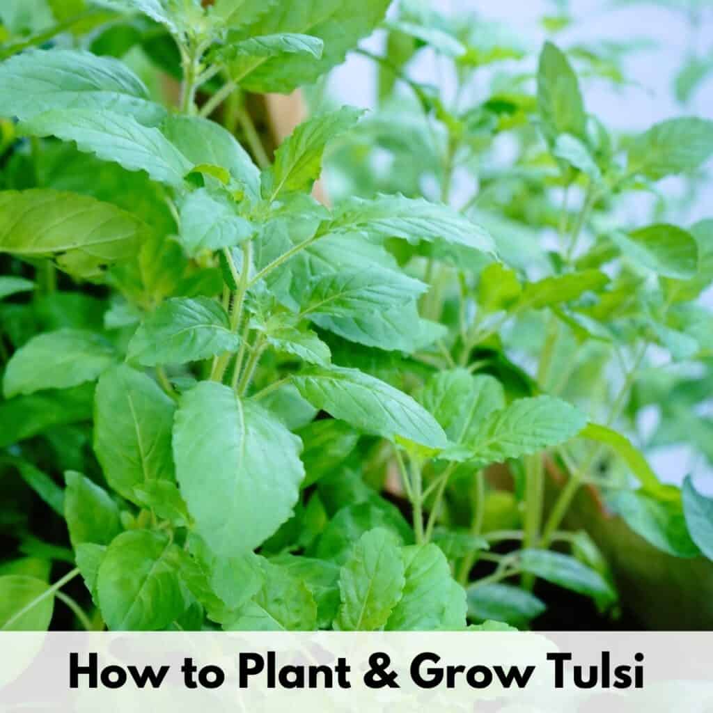 Together Time Family - Easy gardening for families