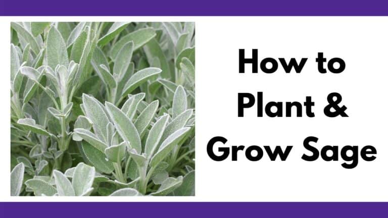 Growing Sage - The Complete Guide to Planting and Growing Sage ...