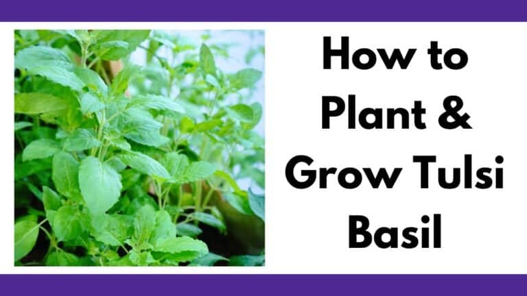 Growing Tulsi Basil - How to Plant, Grow, and Harvest Tulsi - Together ...