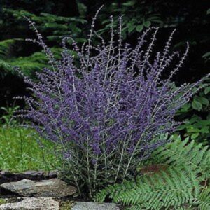 Growing Sage - The Complete Guide to Planting and Growing Sage ...