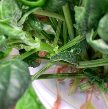 White Spots on Spinach - What are they and is it safe to eat ...