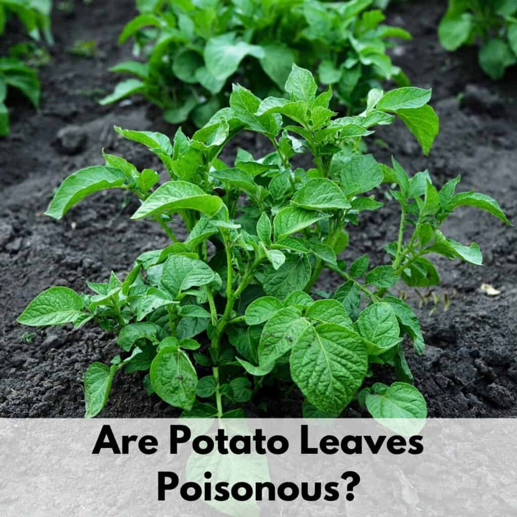 Are Potato Leaves Poisonous? (& is it okay to eat green and sprouted ...
