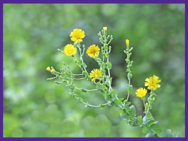 How to Harvest Lettuce Seed - Together Time Family