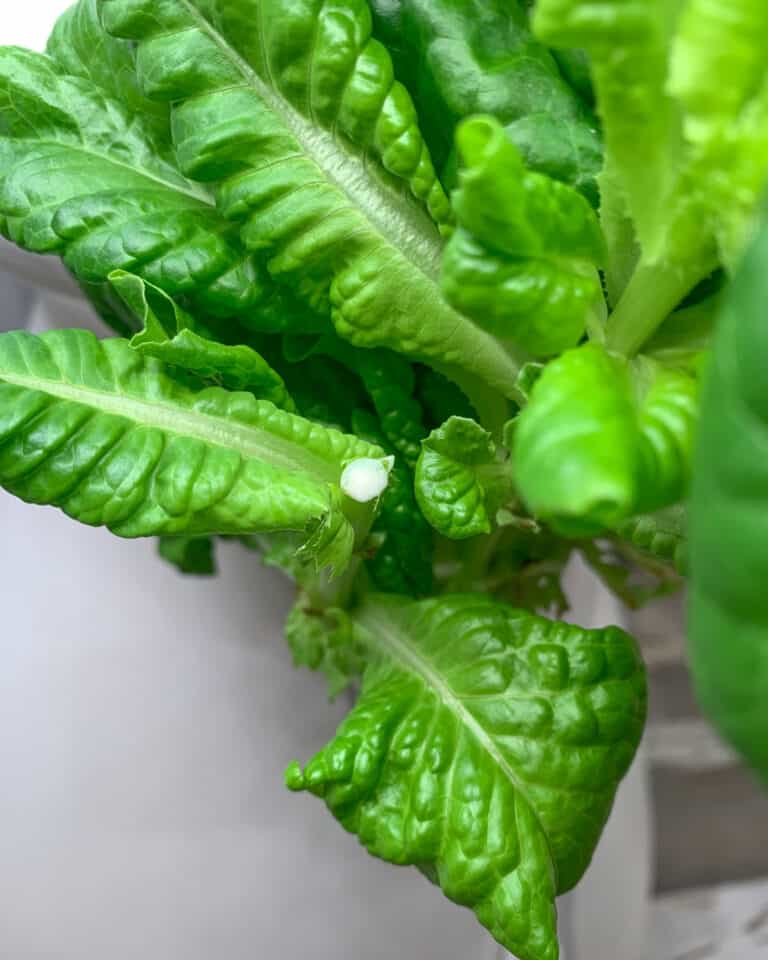 Bitter Lettuce: What to Do About it & How to Prevent Bitter Lettuce ...