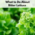 Bitter Lettuce: What to Do About it & How to Prevent Bitter Lettuce ...