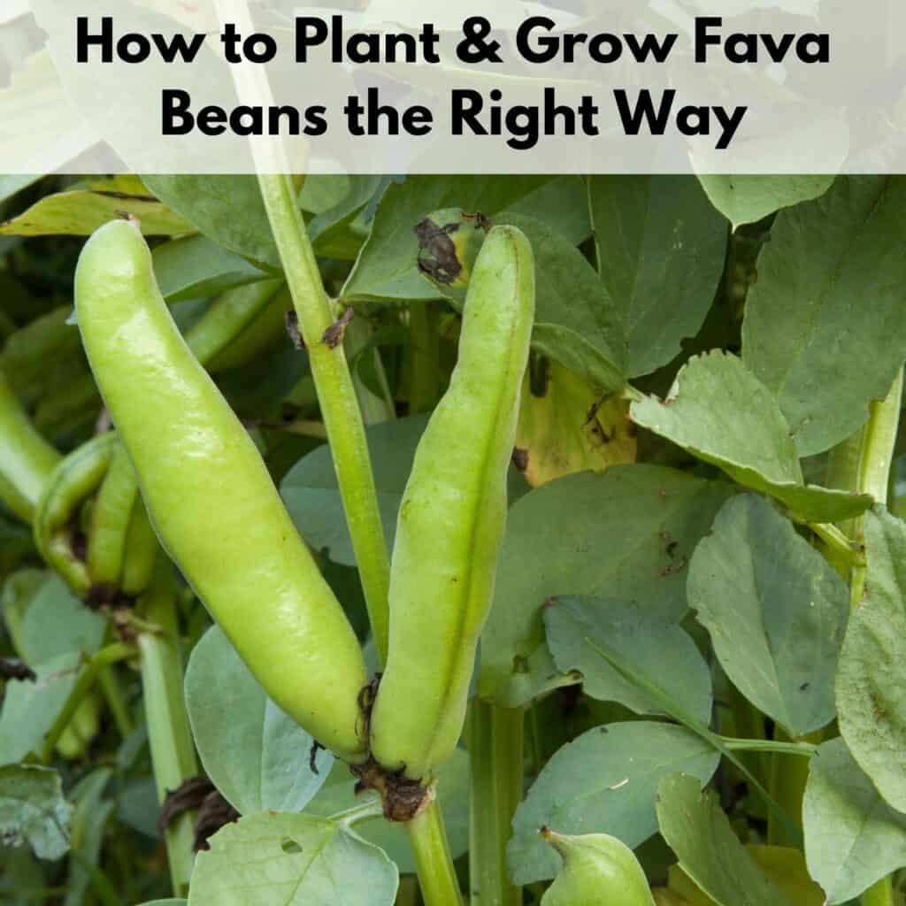 How to Plant and Grow Fava Beans Successfully - Together Time Family