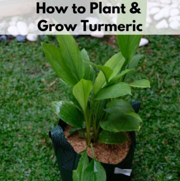 Growing Turmeric - How to Plant and Grow Turmeric (even in cold ...