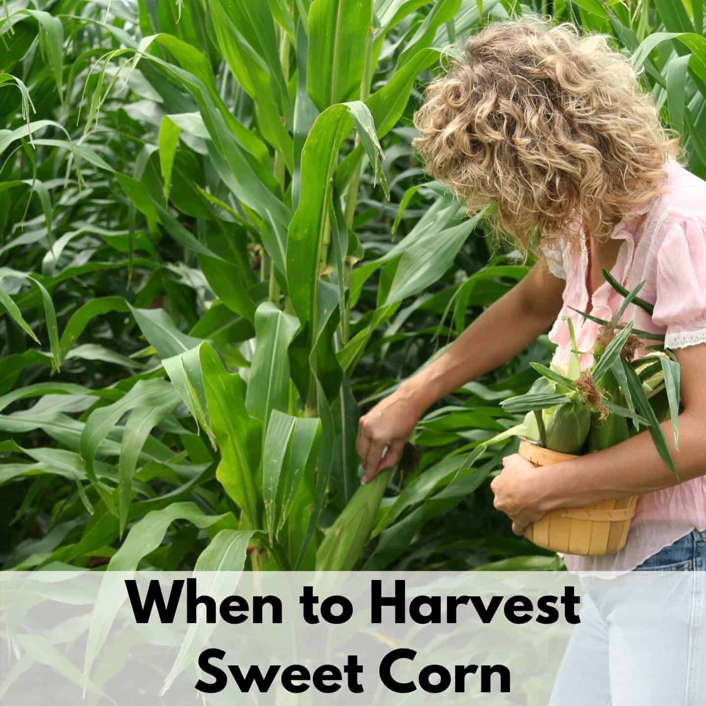 When to Pick Sweet Corn (How to harvest corn on the cob for the best ...