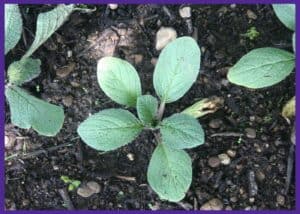 Growing Borage - How to Plant and Grow Borage from Seed - Together Time ...