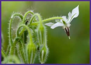 Growing Borage - How to Plant and Grow Borage from Seed - Together Time ...