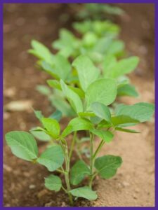 Growing Edamame - How to Plant and Grow Edamame from Seed - Together ...