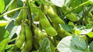Growing Edamame - How to Plant and Grow Edamame from Seed - Together ...