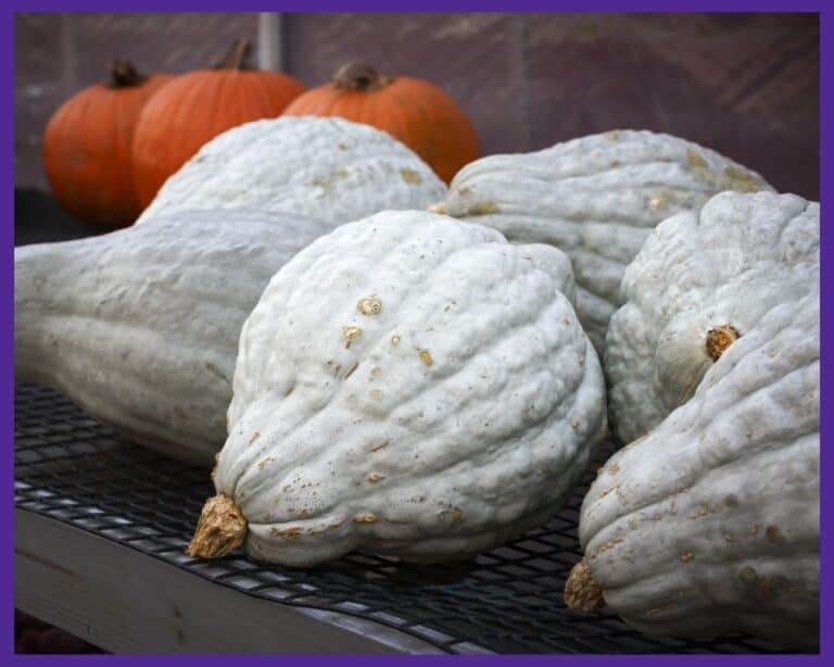 Growing Blue Hubbard Squash - How to Plant & Grow Blue Hubbard Squash ...