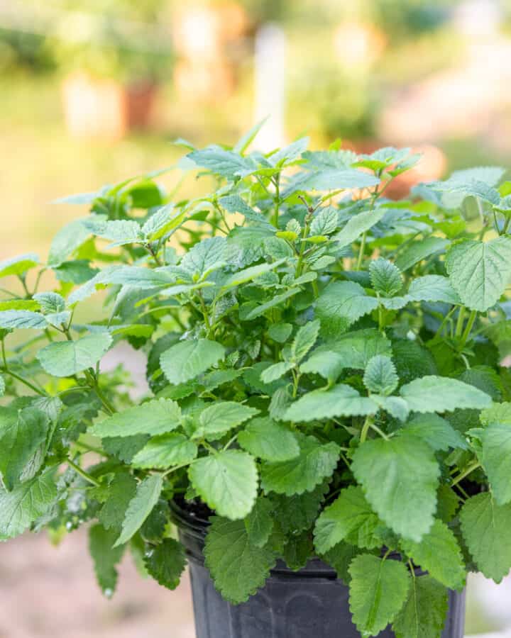 How to Plant & Grow Lemon Balm - Together Time Family