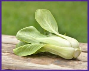 How to Plant and Grow Bok Choy - Together Time Family