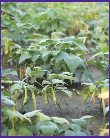 Growing Kidney Beans - How to Plant & Grow Kidney Beans - Together Time ...