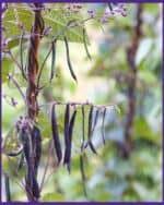 Growing Kidney Beans - How to Plant & Grow Kidney Beans - Together Time ...