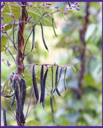 Growing Kidney Beans - How to Plant & Grow Kidney Beans - Together Time ...