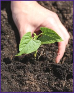 Growing Kidney Beans - How to Plant & Grow Kidney Beans - Together Time ...