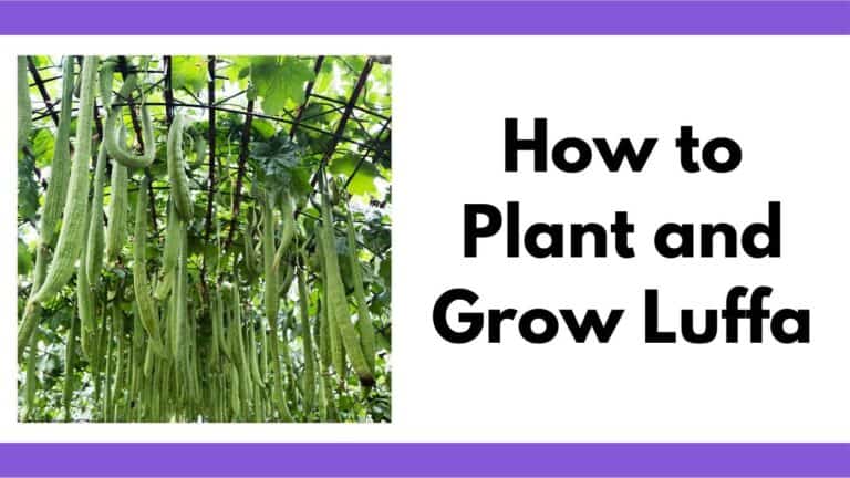 How to Plant and Grow Luffa from Seed - Together Time Family