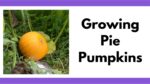 Growing Pie Pumpkins - How to Plant and Grow Pie Pumpkins from Seed ...