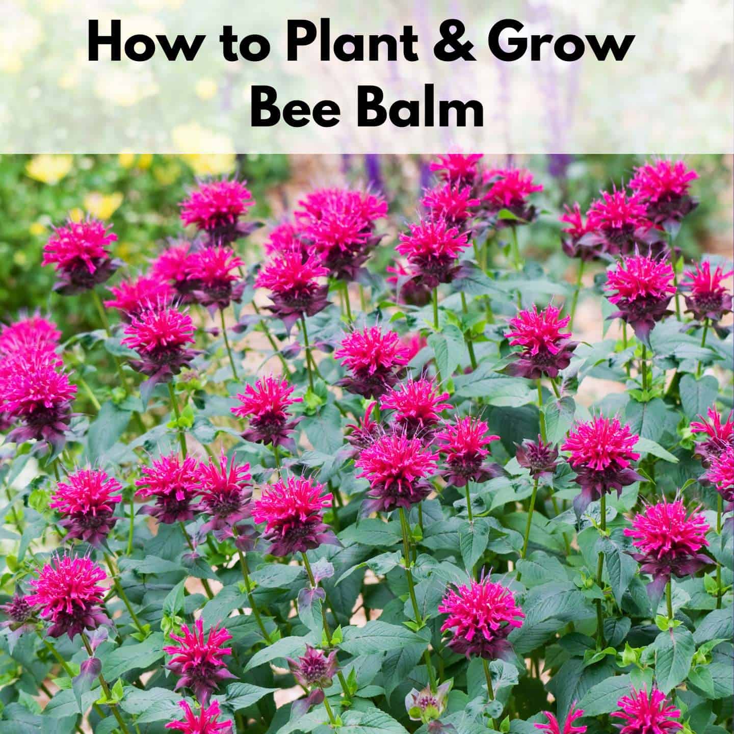 How to Plant and Grow Bee Balm - Together Time Family