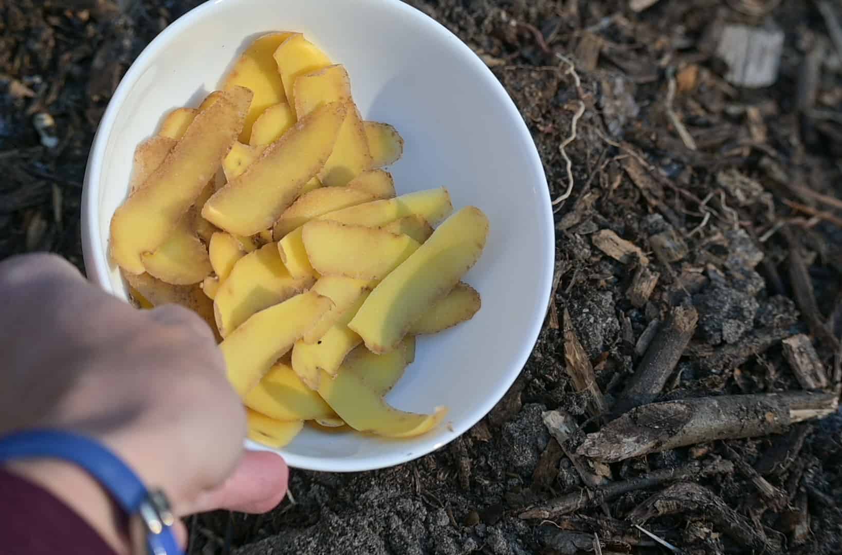 Can you compost potato peels? - Together Time Family