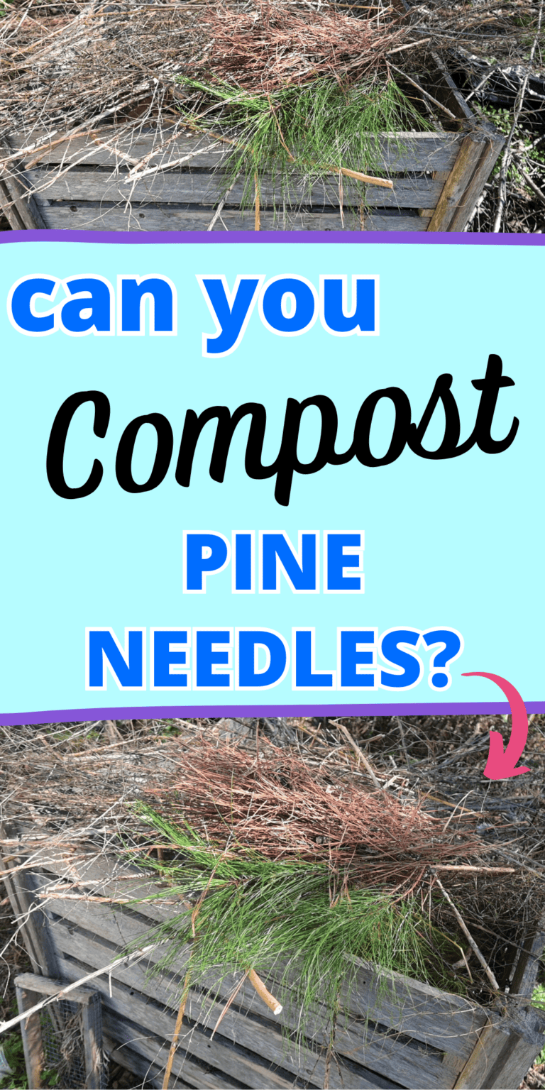 Can you Compost Pine Needles? How to compost pine needles successfully ...